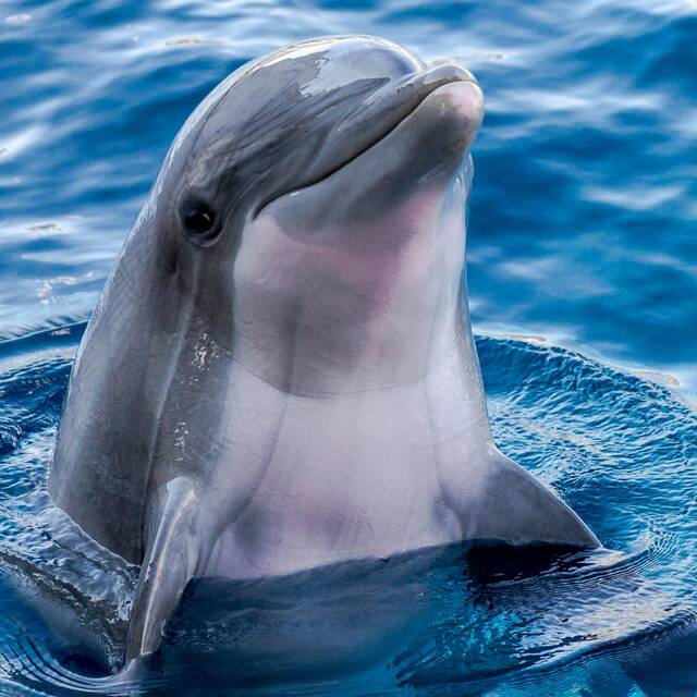 Creature Corner - Fun Facts